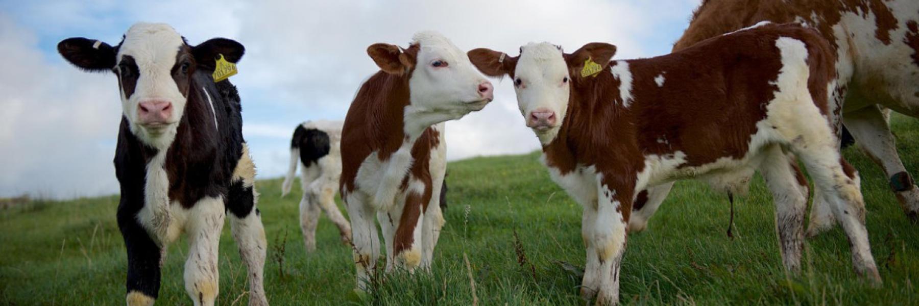 The Ethical Dairy System | The Ethical Dairy