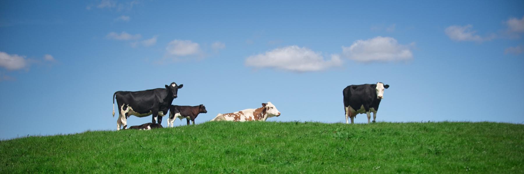 March Update | The Ethical Dairy
